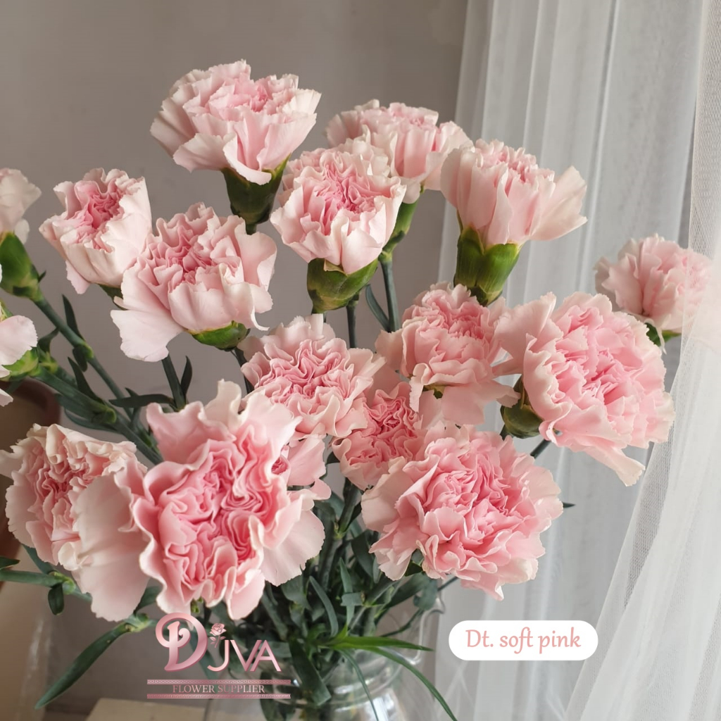 Jual Bunga Potong Dianthus Motif Fresh Flower Dekorasi Bunga Hias ...