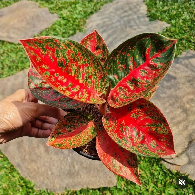 Jual Aglonema Widya Mutasi Tanaman Hias Aglonema Aglaonema Widya Mutasi ... Jual Aglonema Widya Mutasi Tanaman Hias Aglonema Aglaonema Widya Mutasi ...