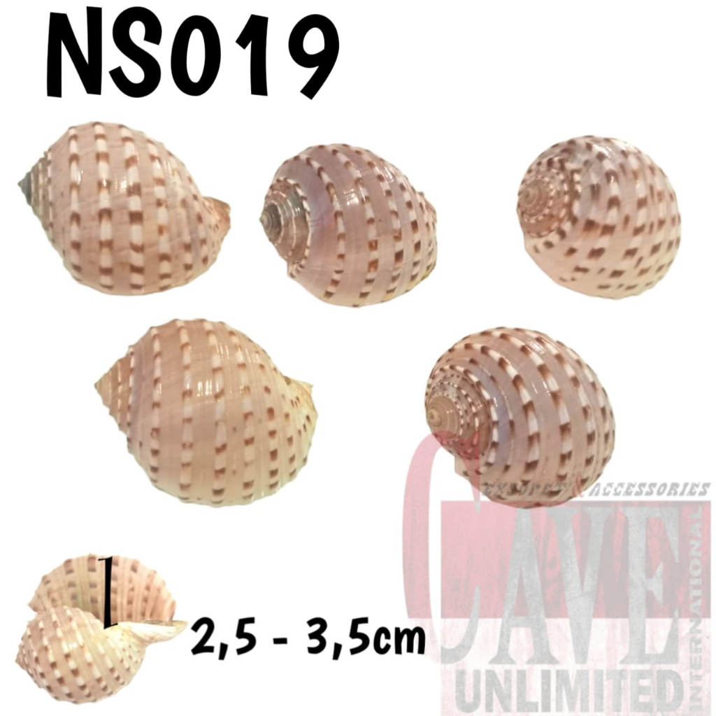 Jual NS019 CANGKANG KOSONG SHELL RUMAH KEONG KELOMANG HERMIT CRAB ...