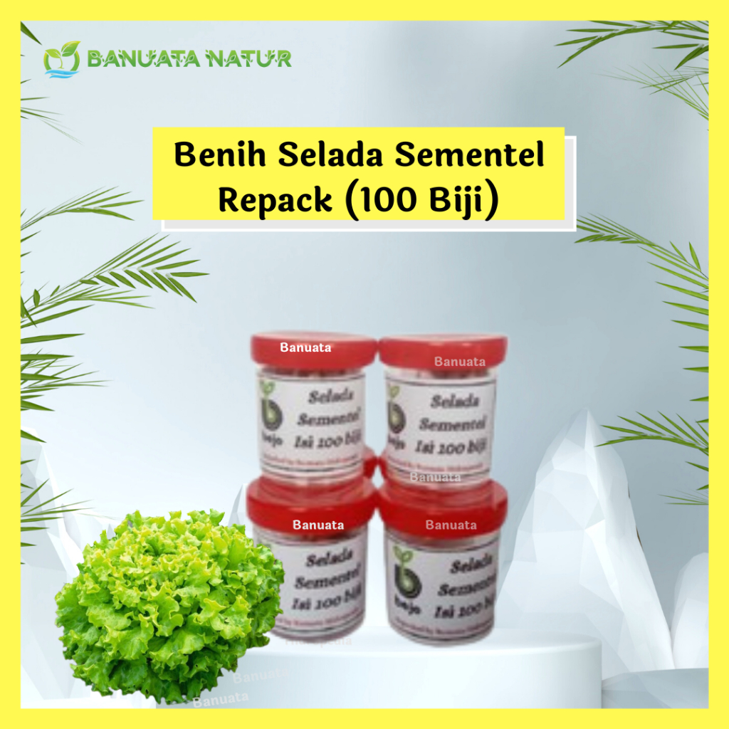 Jual Benih Bibit Selada Import SEMENTEL Bejo Seed (100 biji) Repack ...