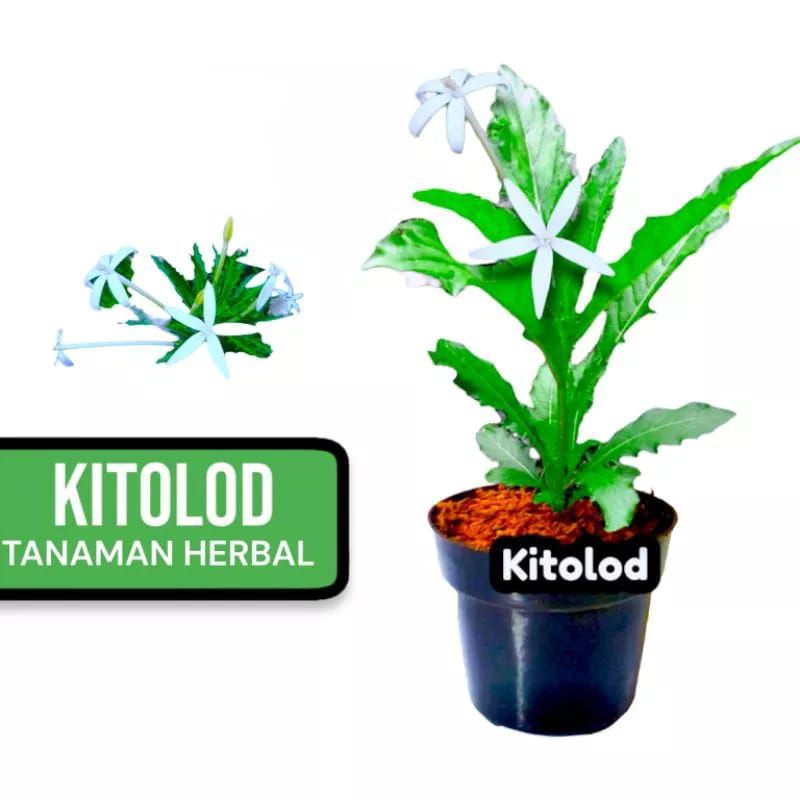 Jual TANAMAN KITOLOD//BUNGA KATARAK | Shopee Indonesia