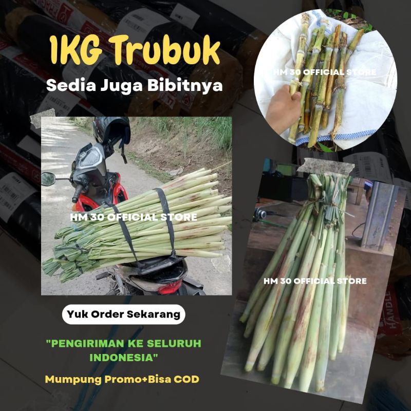 Jual Trubuk & Bibitnya 1Kg Fresh Murah Trubus Telur Tebu Bibit stek ...