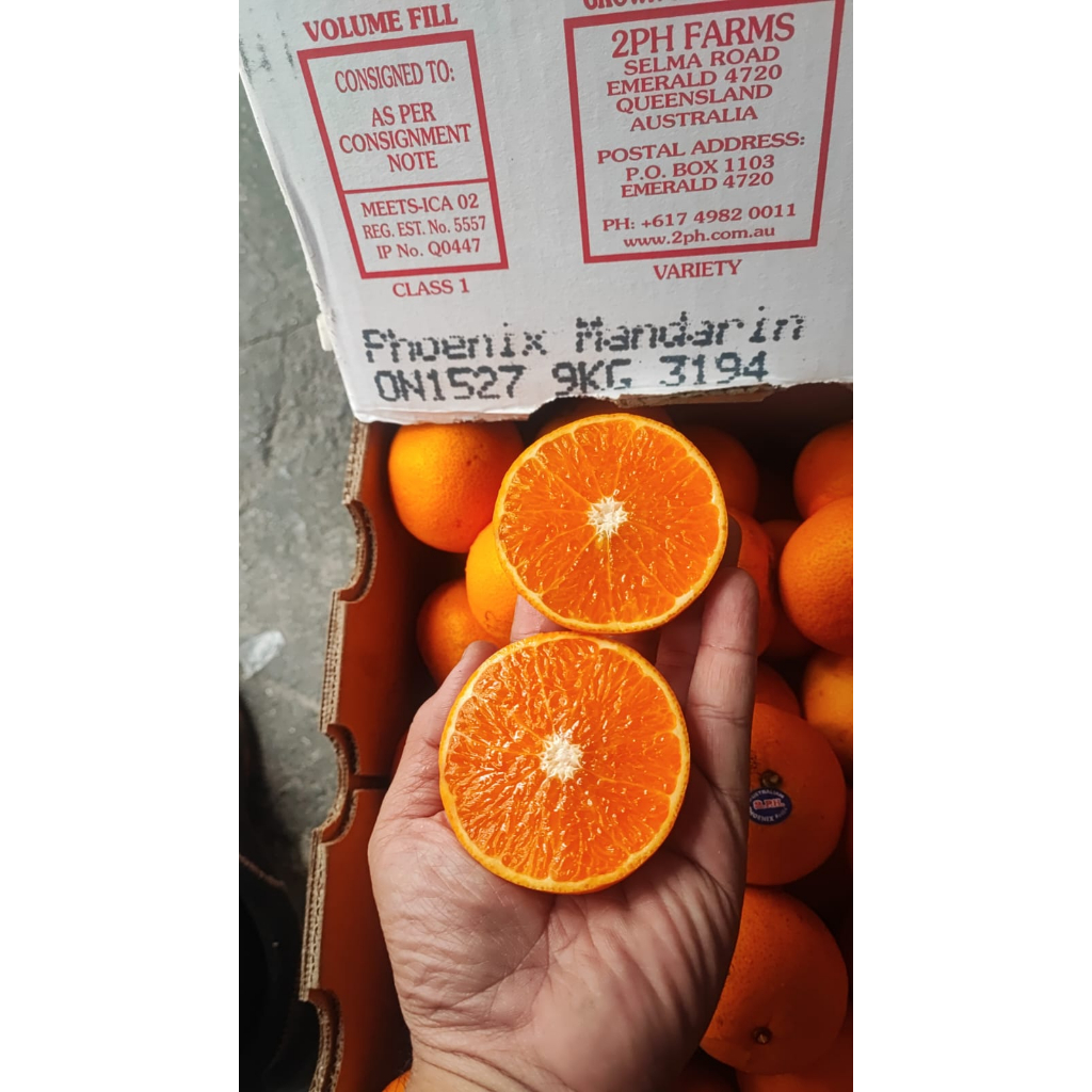 Jual 2PH Blue Gum Jeruk Honey Murcot Phoenix Mandarin Orange AUSTRALIA ...