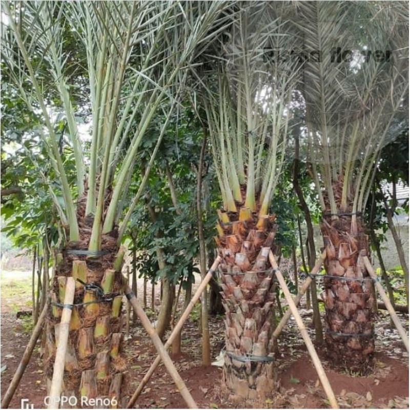 Jual Tanaman pohon kurma tinggi ± 2 meter batang keras - pohon buah ...