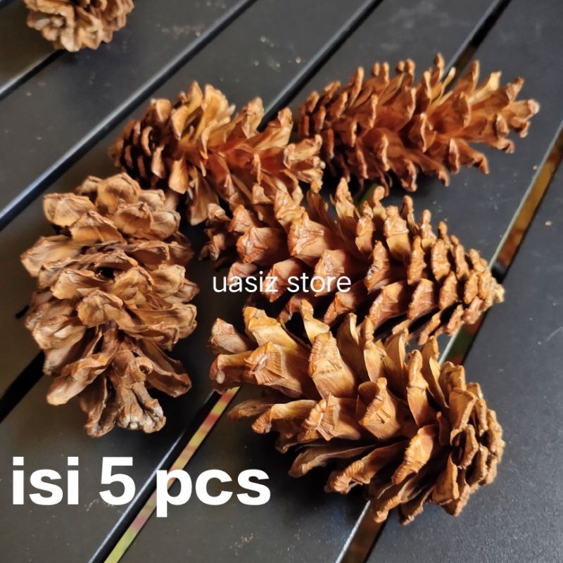 Jual buah bunga pinus kering super isi 5 pcs | Shopee Indonesia