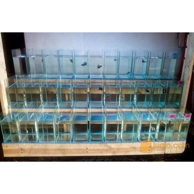 Jual SOLITER AQUARIUM IKAN TERLARIS | Shopee Indonesia