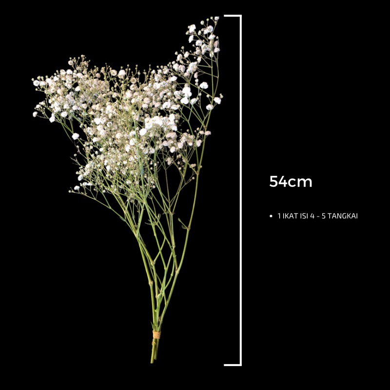 Jual Bunga Baby breath asli - Bunga fresh - Bunga potong - 1 ikat isi 4 ...