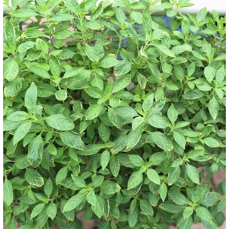 Jual Daun Menthol atau Daun Pepermin atau Peppermint Segar Panen Saat ...