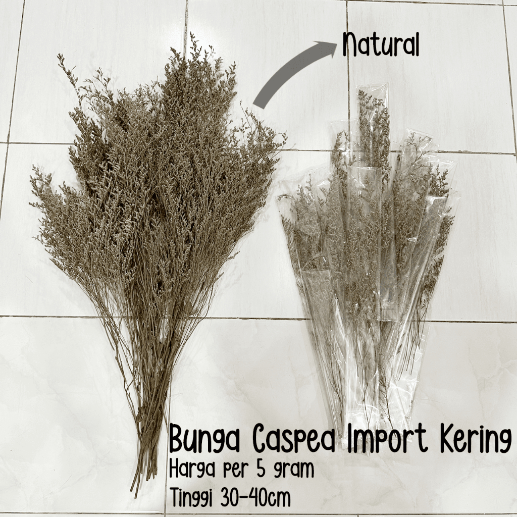 Jual Bunga Kering Caspea (5gr) Import / Dried Flower Artificial Kaspea ...