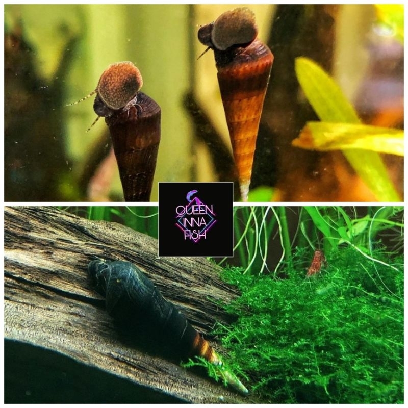 Jual rabbit snails / keong pembersih / keong aquascape / keong kelinci ...