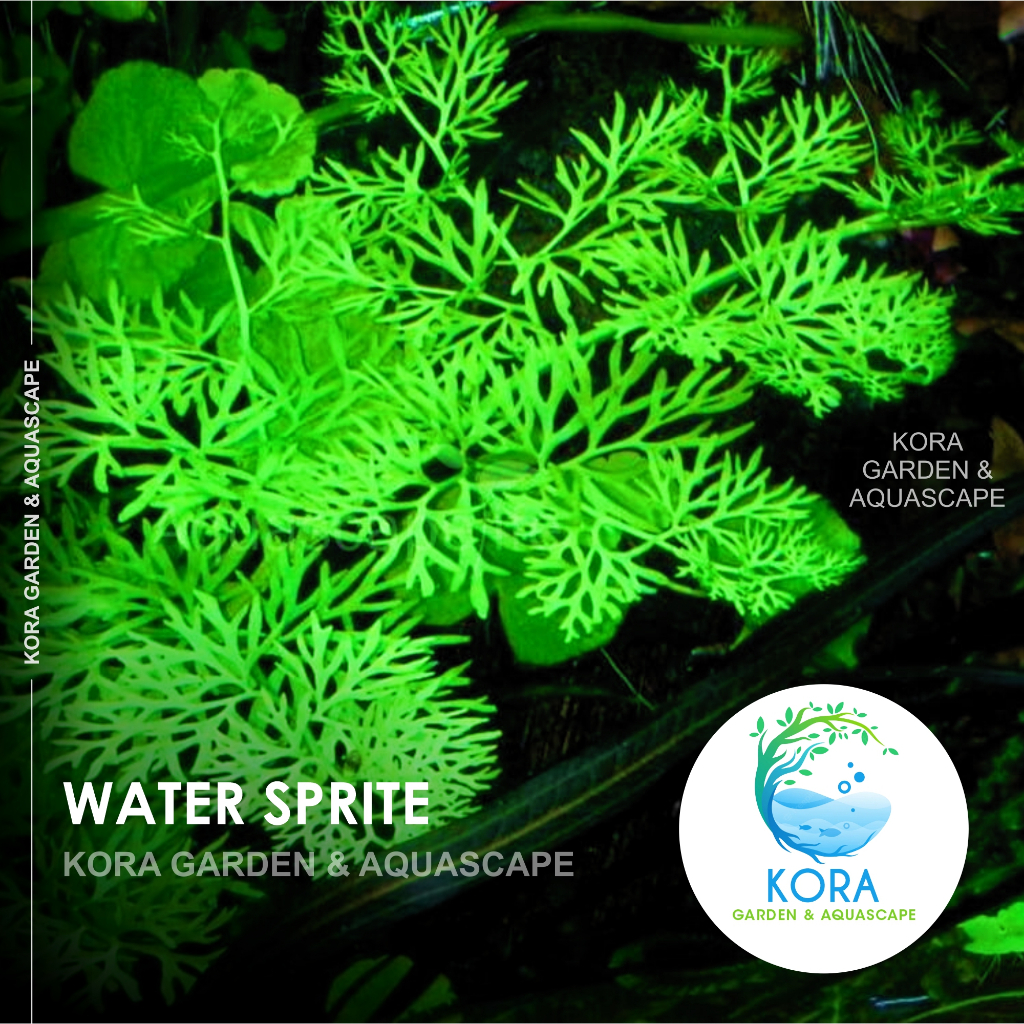Jual Water Sprite - Tanaman Air Aquascape / Aquarium/ Kolam / Low CO2 ...
