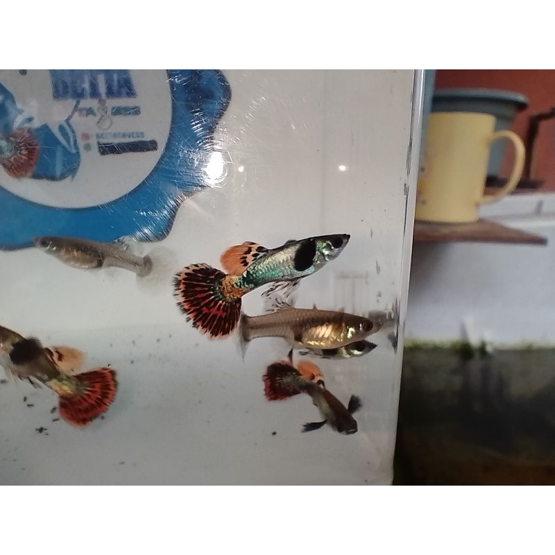 Jual packing box guppy platinum red mozaik big ear(PRMBE) | Shopee Indonesia