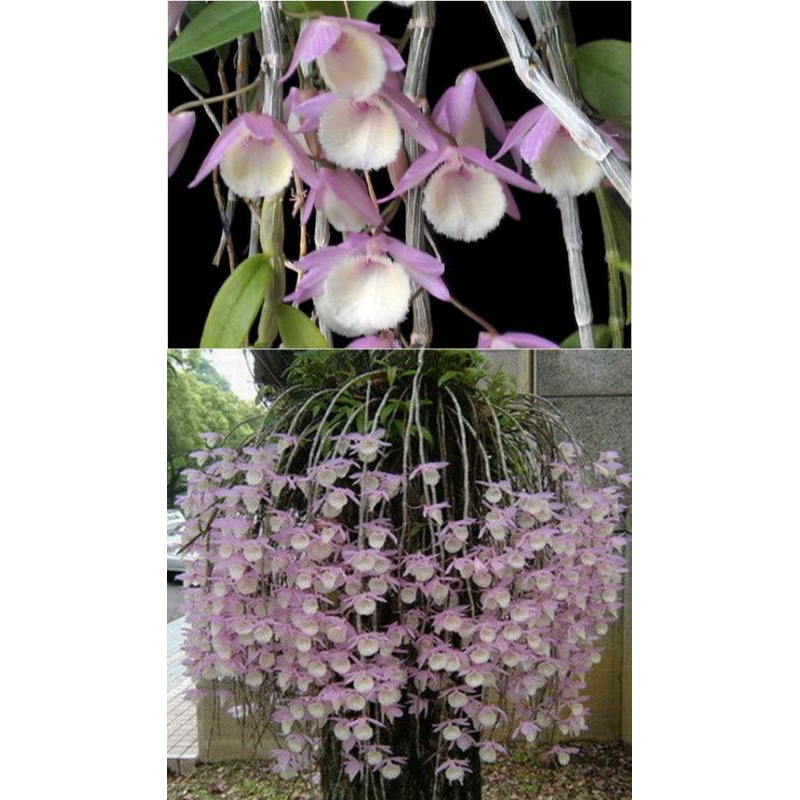 Jual Dendrobium Aphyllum Bibit Bunga Anggrek Tirai Dendro Apilum Akar ...
