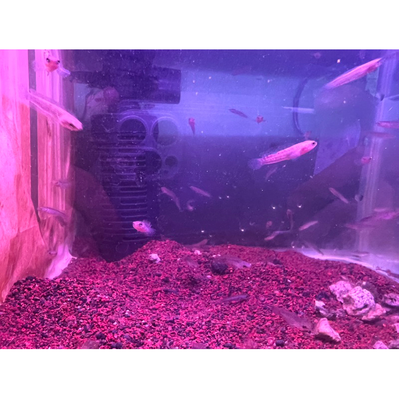 Jual hiasan Aquarium limbata Cb rim tebal | Shopee Indonesia