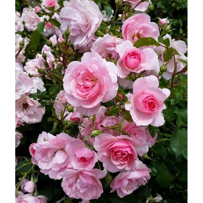 Jual Mawar Rosario | Bunga Rosario Pink | Tanaman Hias Outdor Rosario ...