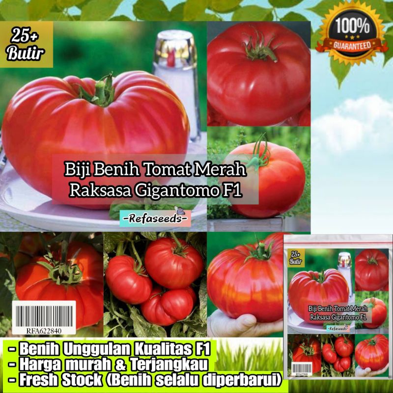 Jual (REFA SEED) 25 BIJI BENIH TOMAT JUMBO ATAU RAKSASA F1 ORIGINAL ...