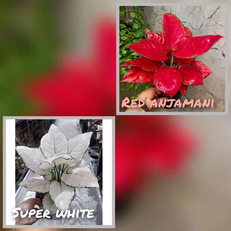 Jual Paket Aglonema 2 jenis daun rimbun red anjamani dan super white ...