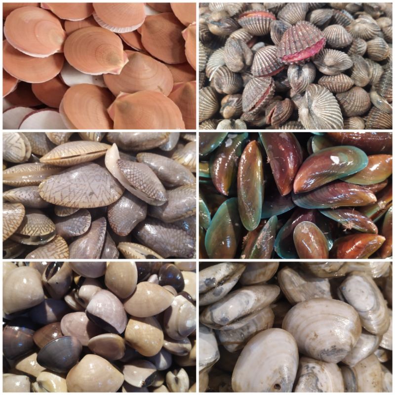 Jual Paket Seafood Mix 6 Jenis Kerang Mentah / Kerang Batik / Kerang ...