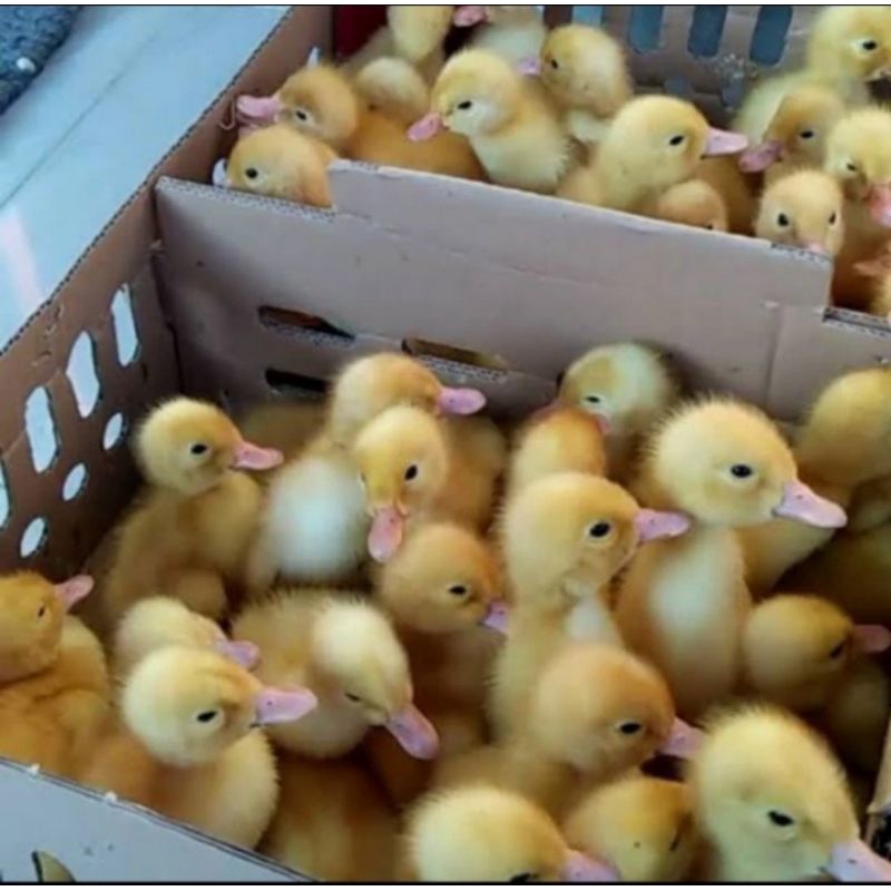 Jual Dod Anak Bebek Peking 1 box | Shopee Indonesia