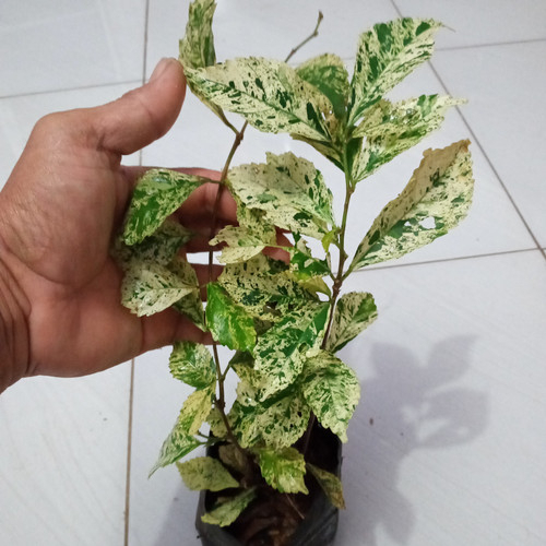 Jual Tehtehan Parigata | Cocok Untuk Pagar Dan Pembatas lahan Dan Di ...