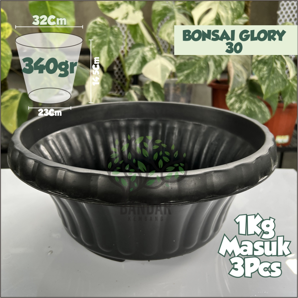 Jual pot bibit bunga tanman hias Bonsai Glory 30 produk premium bentuk ...