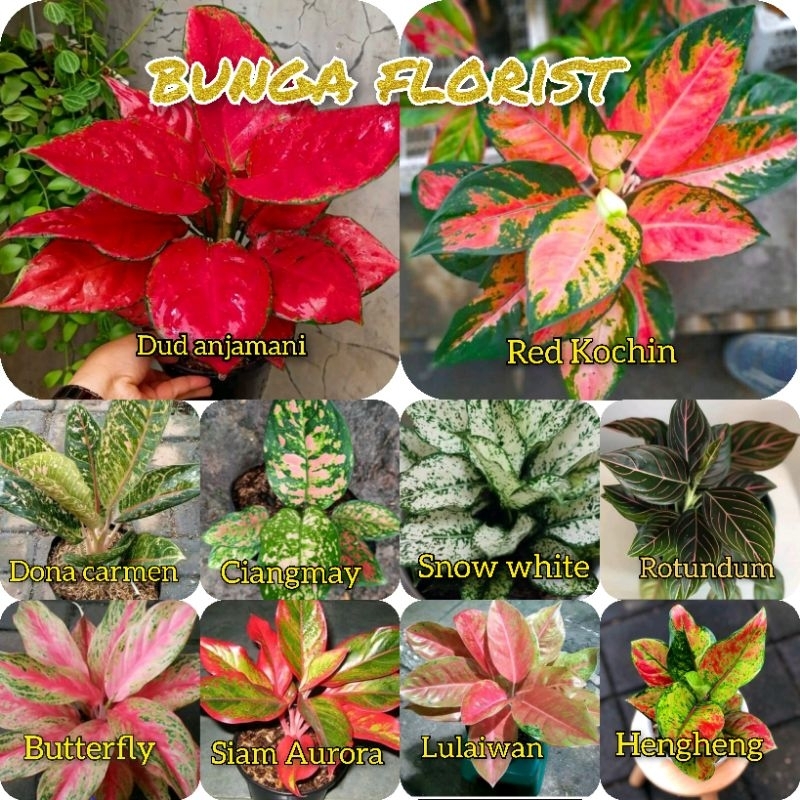 Jual Paket aglonema 10 jenis daun rimbun | Shopee Indonesia