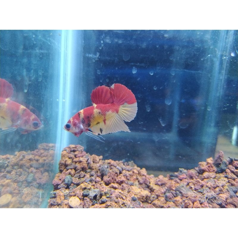 Jual mainan anak cupang plakat nemo klasik | Shopee Indonesia