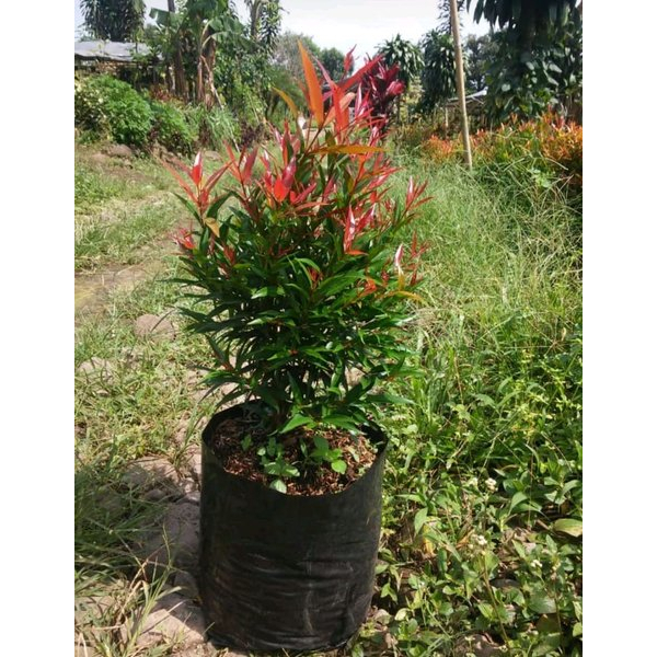 Jual Tanaman Outdoor pucuk merah rimbun dan murah | Shopee Indonesia