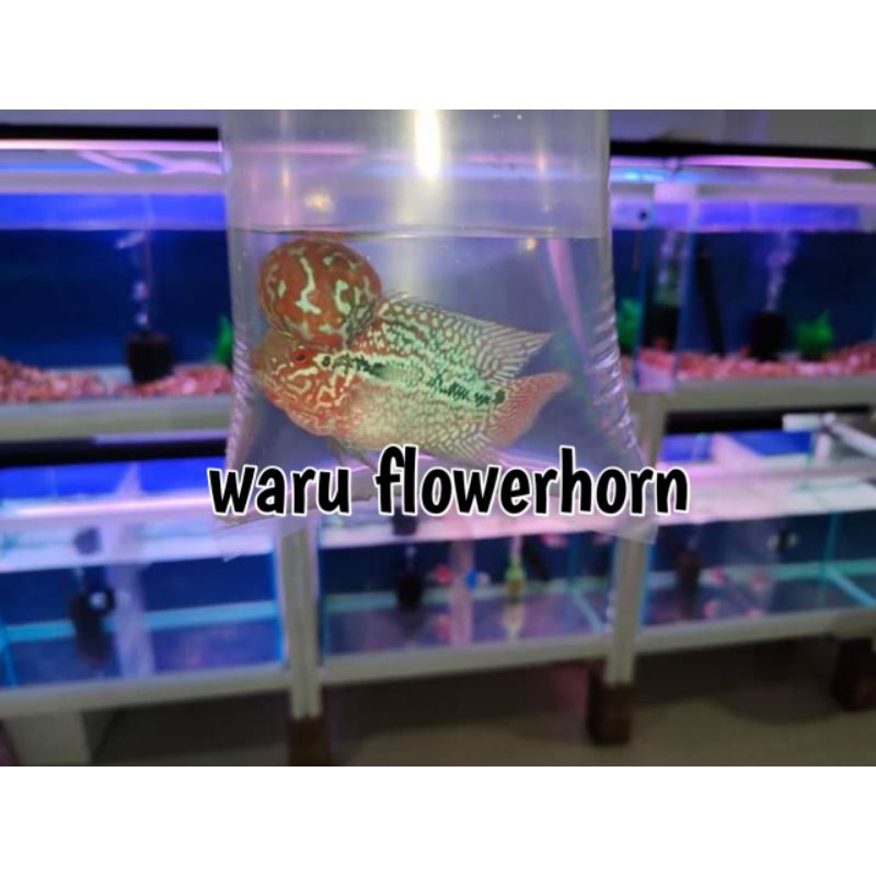 Jual [beli 10 Bonus 1ekor] Ikan Louhan Srd Gen Import Thailand Size 2