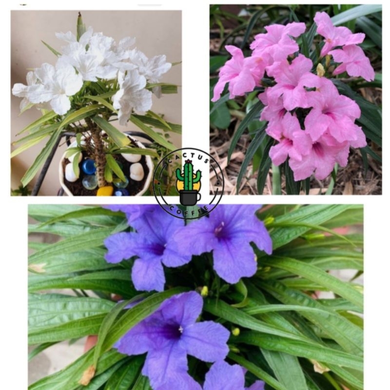 Jual PROMO!! Tanaman Hias Ruellia Mini / Bunga Ruellia Mini / Tanaman ...