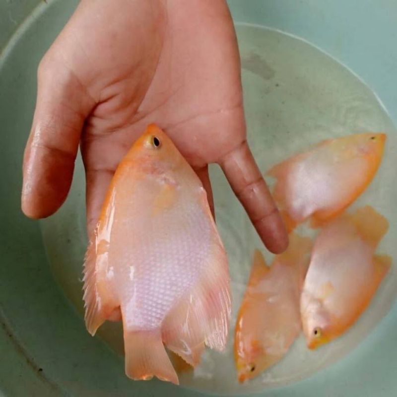 Jual gurame padang size 8-10 cm | Shopee Indonesia