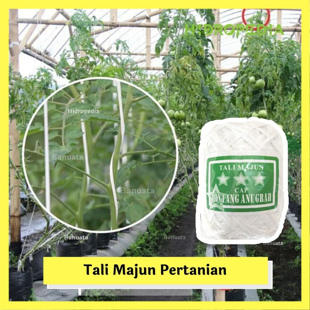 Jual Tali Kain Majun Cap Bintang WARNA PUTIH / Mengikat Tanaman ...