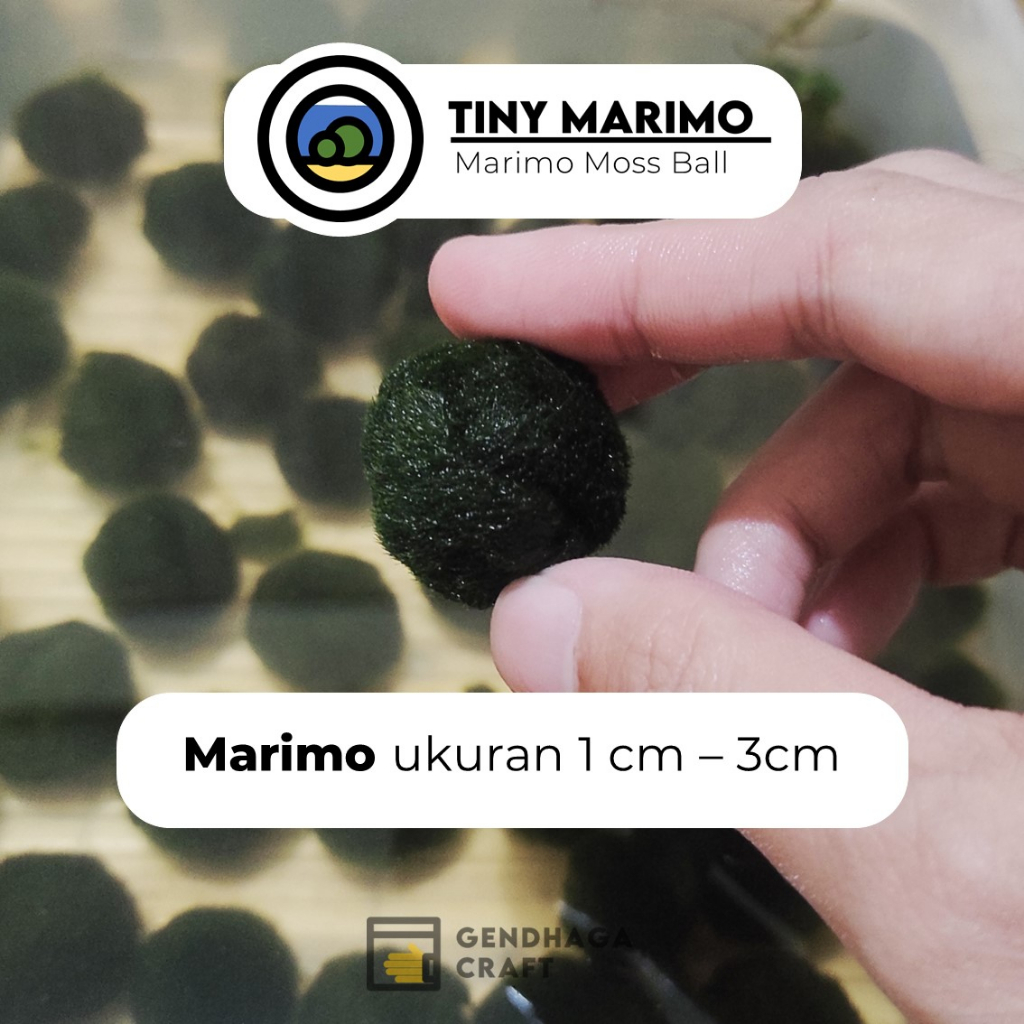 Jual [Extra] Tiny Marimo - Marimo Moss Ball (Satuan) | Marimo Hidup | Shopee Indonesia