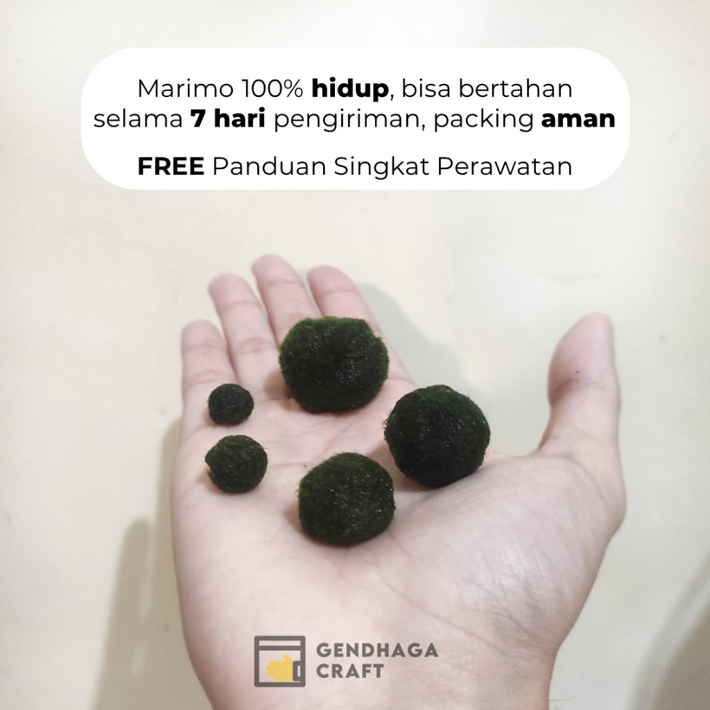 Jual [Extra] Tiny Marimo - Marimo Moss Ball (Satuan) | Marimo Hidup | Shopee Indonesia