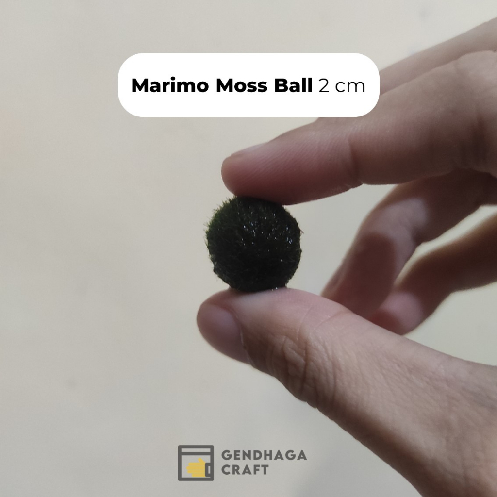 Jual [Extra] Tiny Marimo - Marimo Moss Ball (Satuan) | Marimo Hidup | Shopee Indonesia