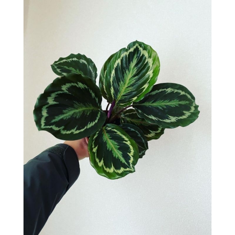 Jual Tanaman hias - tanaman calathea medallion - calathea medalion ... Jual Tanaman hias - tanaman calathea medallion - calathea medalion ...