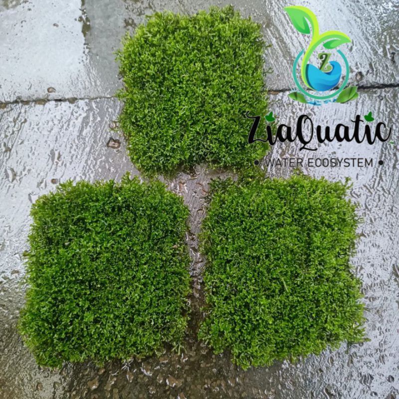 Jual Tanaman Aquascape Moss Riccardia Clump Lempeng Cetak 8×8cm ...