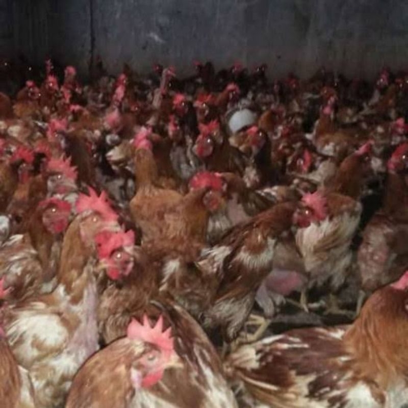Jual AYAM MERAH / AYAM PETELUR / AYAM AFKIR KONDISI HIDUP | Shopee ...