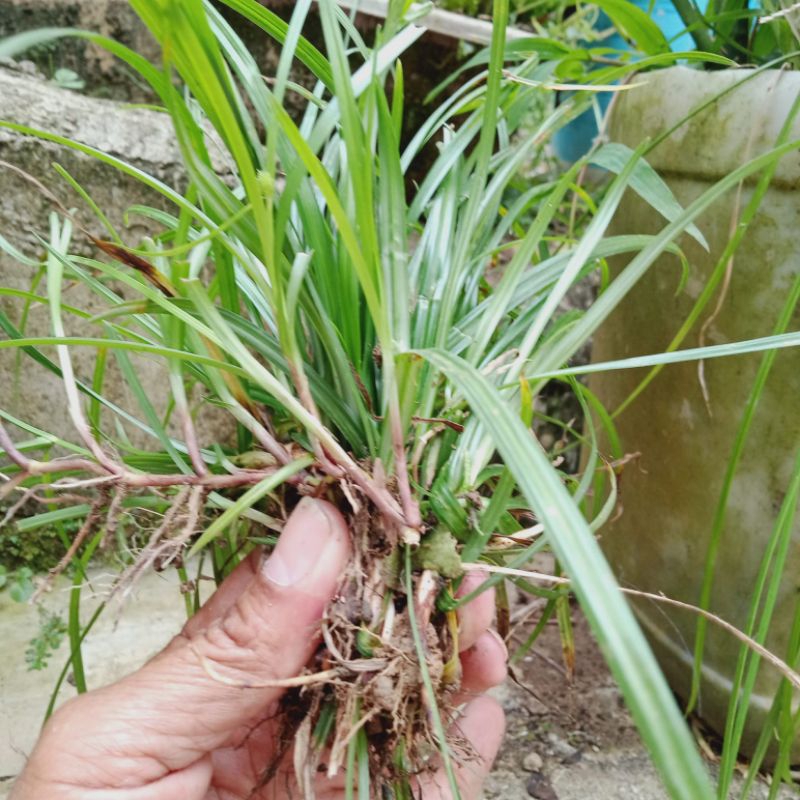 Jual Rumput teki Cyperus rotundus 250 gr | Shopee Indonesia