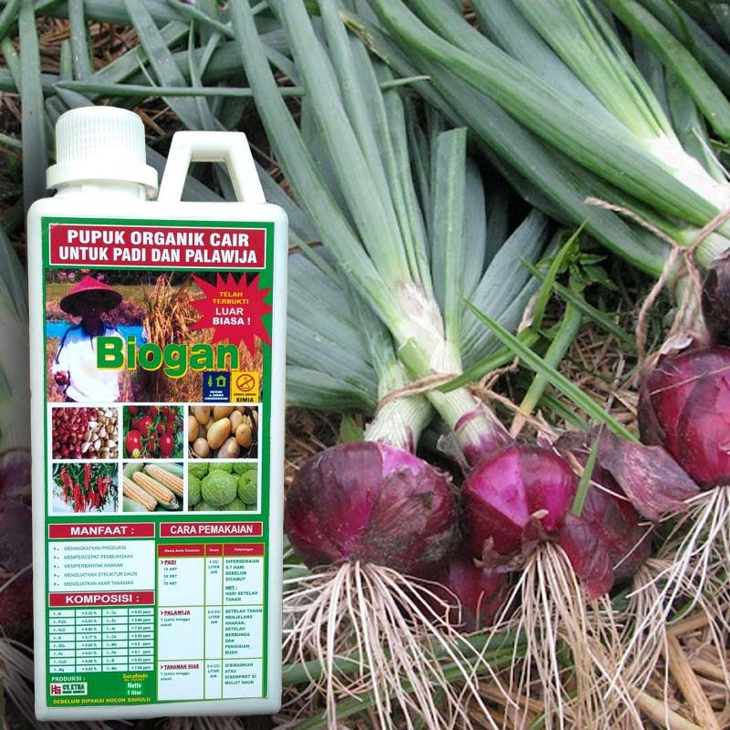 Jual PUPUK ORGANIK CAIR BIOGAN UNTUK BUDIDAYA TANAMAN BAWANG MERAH 1000ml | Shopee Indonesia