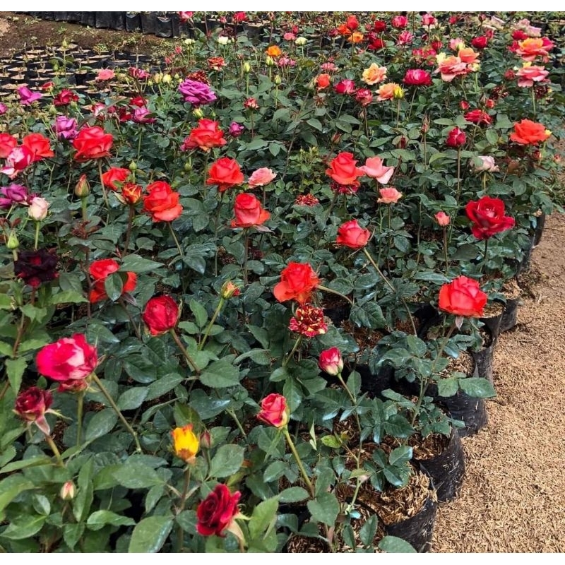 Jual Bibit Tanaman Bunga Mawar kondisi berbunga cantik /bibit mawar ...