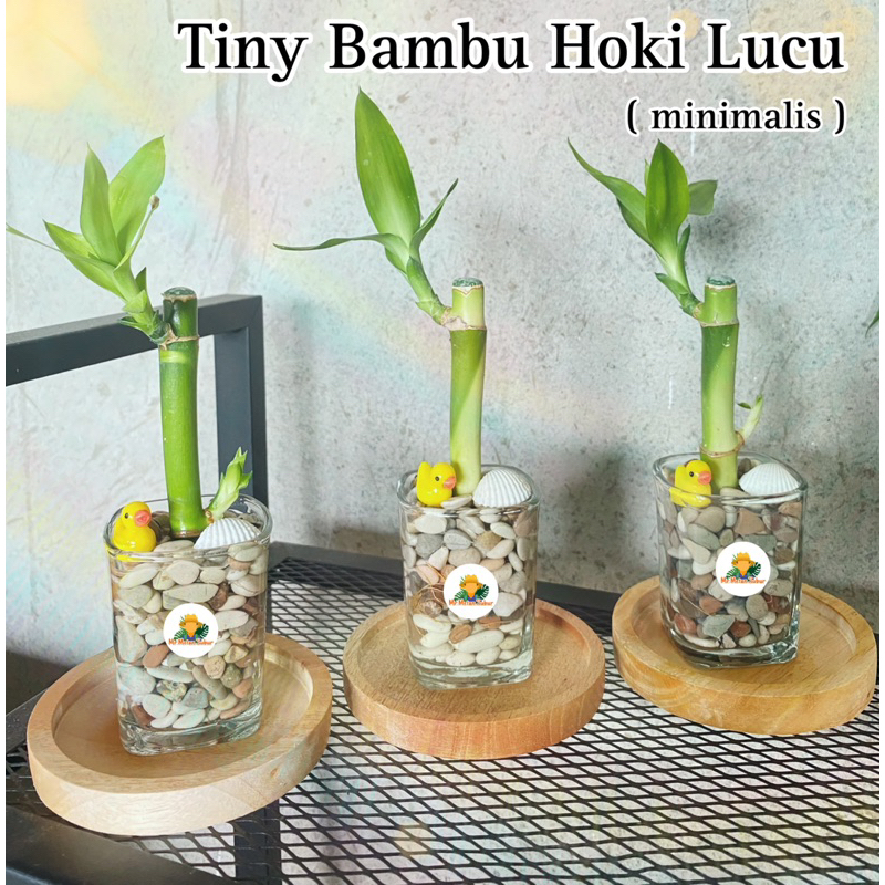 Jual TINY BAMBU HOKKY LUCU ( minimalis ) Hiasan meja tanaman asli ...