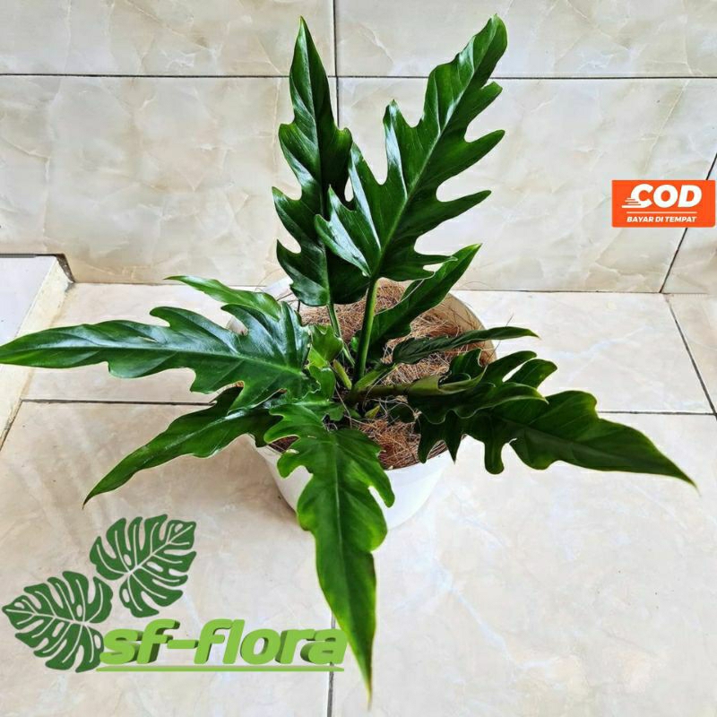 Jual Tanaman Hias Philo Gergaji -philodendron kriss/ Bunga Hias ...