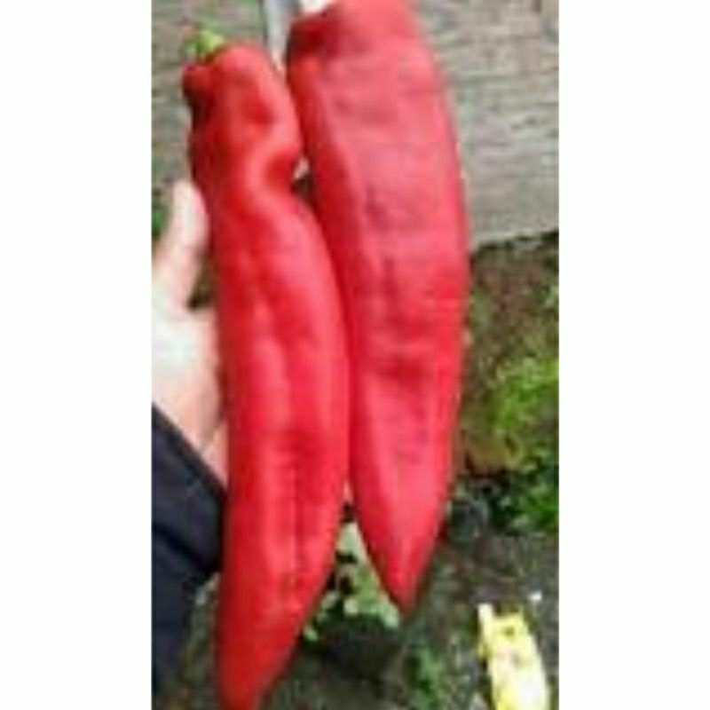 Jual Biji Benih Buah Buahan Bibit Unggul Siap Tanam | Shopee Indonesia