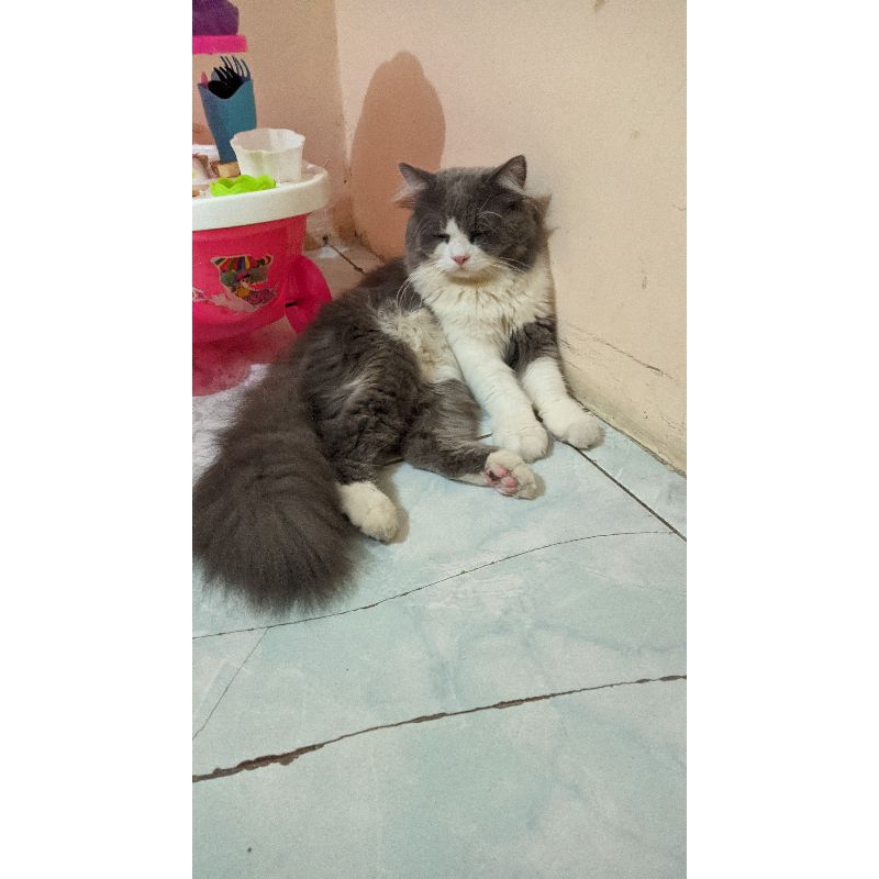 Jual Kucing Persia Long Hair Abu Putih | Shopee Indonesia