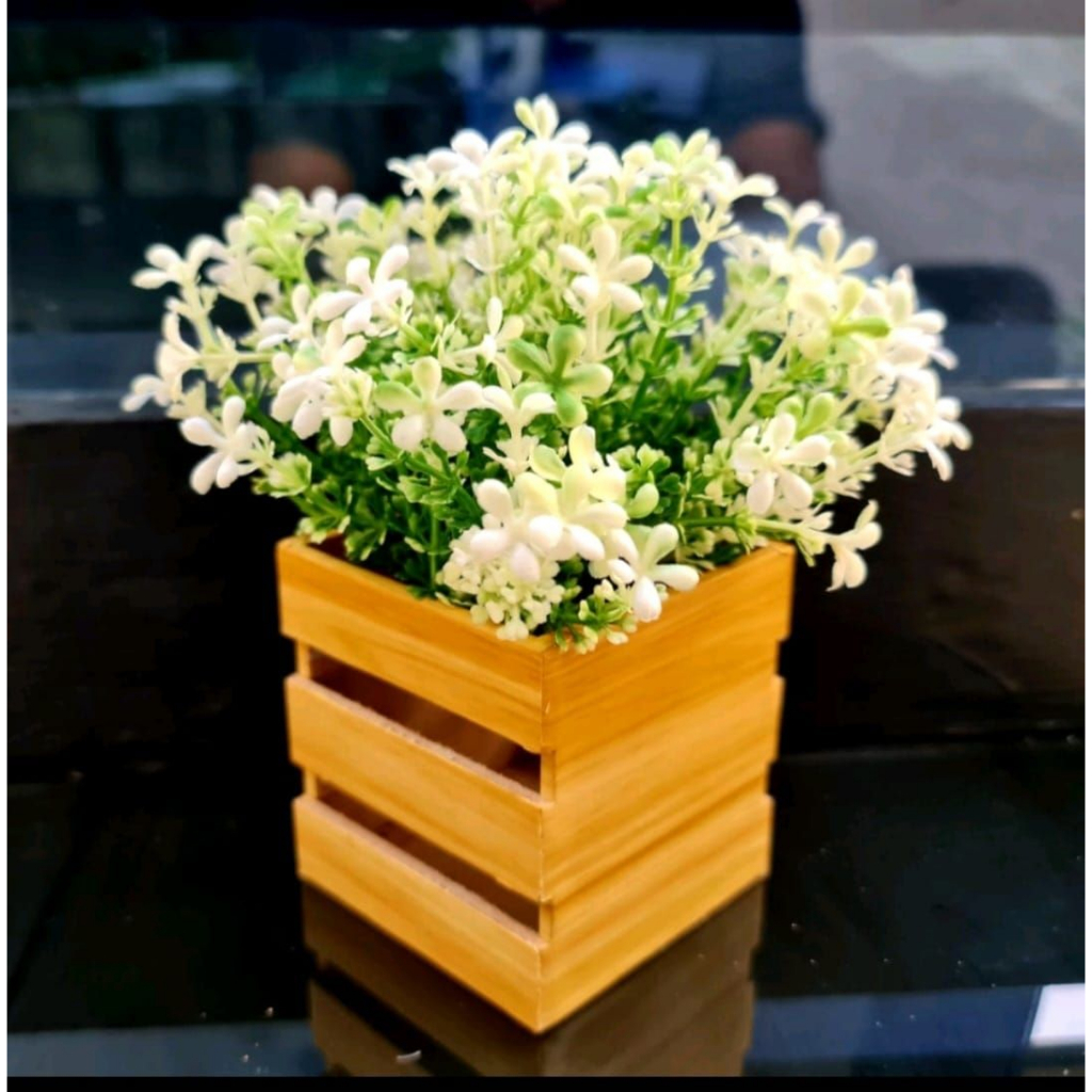 Jual Tanaman Hias Mini Bintang Bunga Pajangan Ruang Tamu Bunga ...