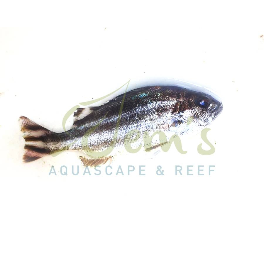 Jual Ikan Laut Kerong Kerong (Kerong Fish / Tiger Perch) | Shopee Indonesia