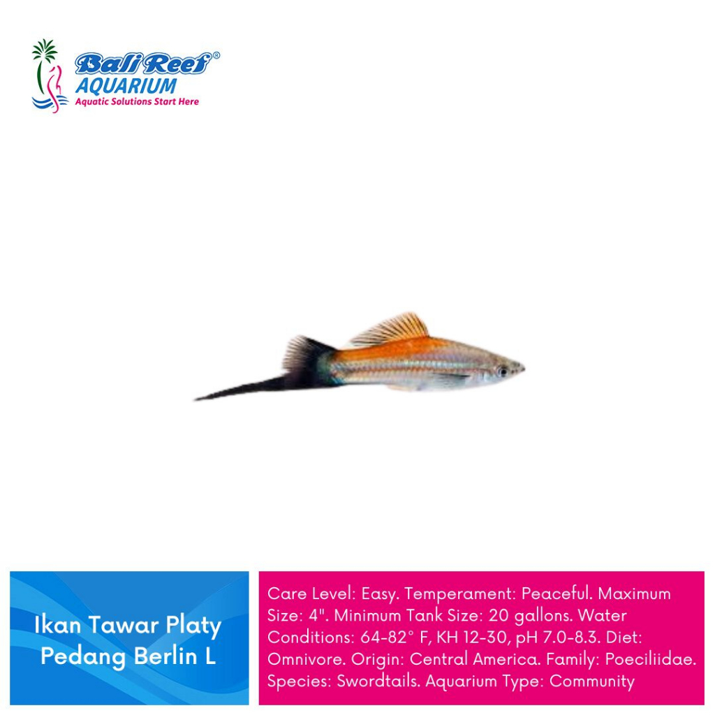 Jual Ikan Hias Air Tawar Platy Pedang Berlin L | Shopee Indonesia