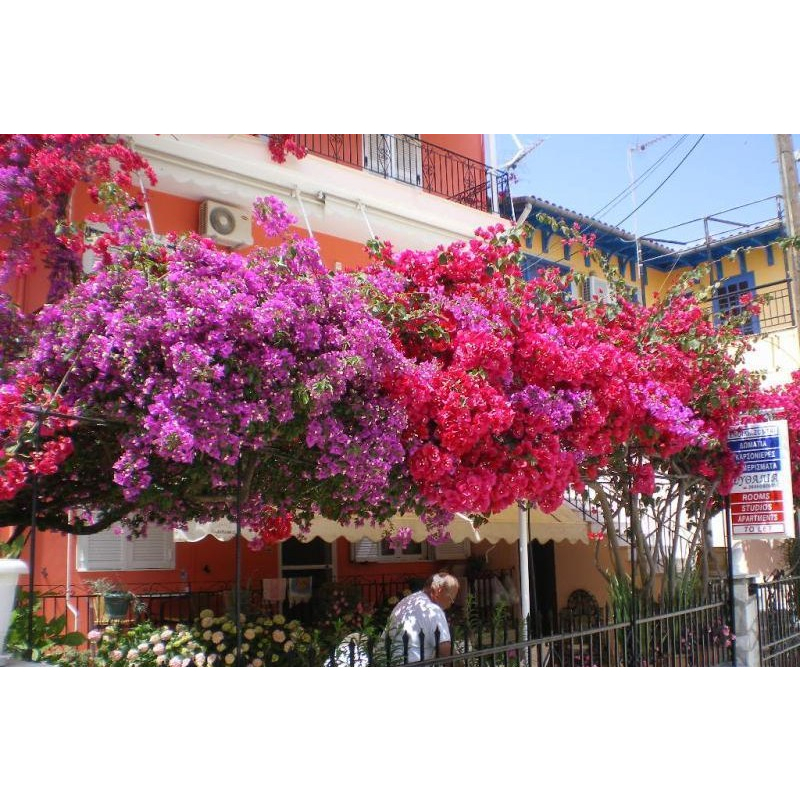 Jual Tanaman Hias Bunga Bougenville Varigata Ukuran 50 cm - Bunga ...