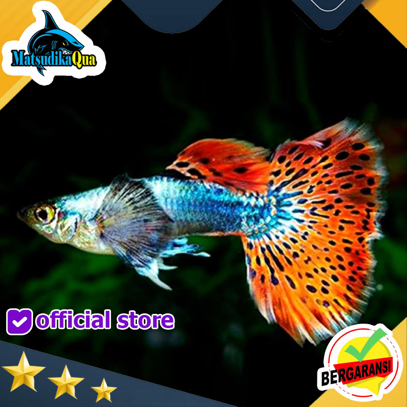 Jual Ikan Hias Guppy Gapi Mozaic Aquarium Aquascape Garansi Hidup ...